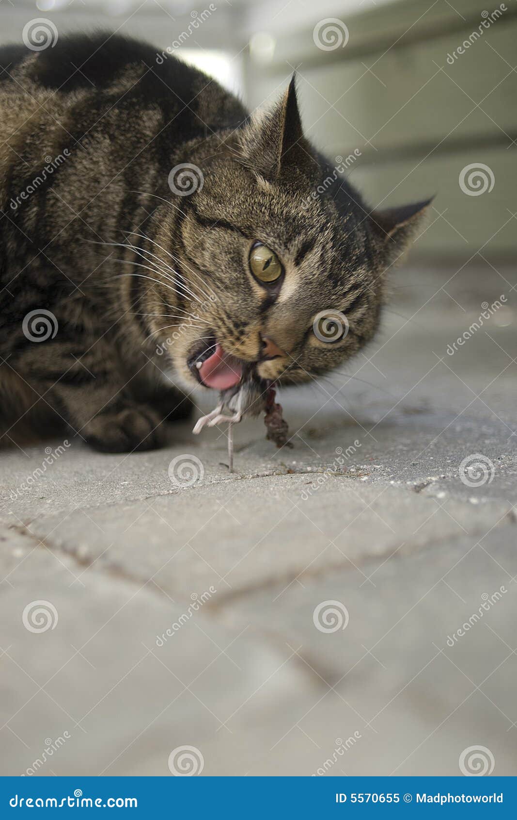 Kat die muis eet stock afbeelding. Image of preken, lichaam - 5570655