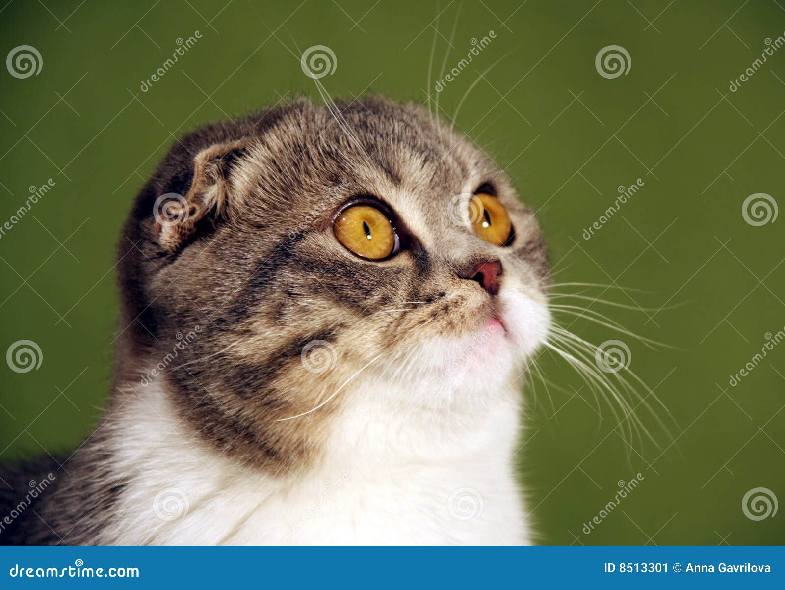 Kat die omhoog staart stock afbeelding. Image of overweging - 8513301