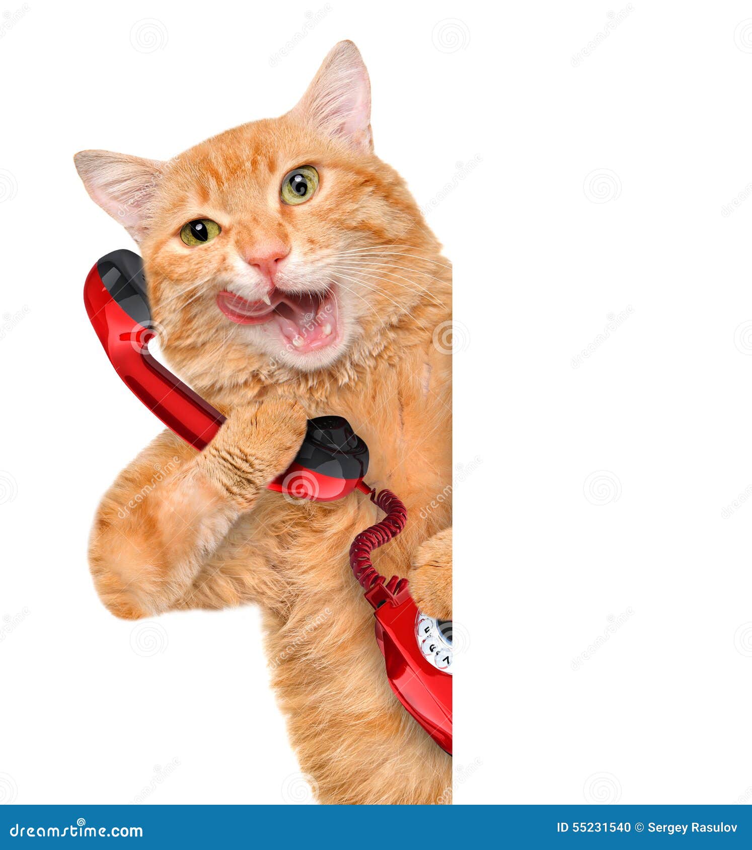 Kat Die Op De Telefoon Spreken Stock Foto - Image of centrum, grappig ...