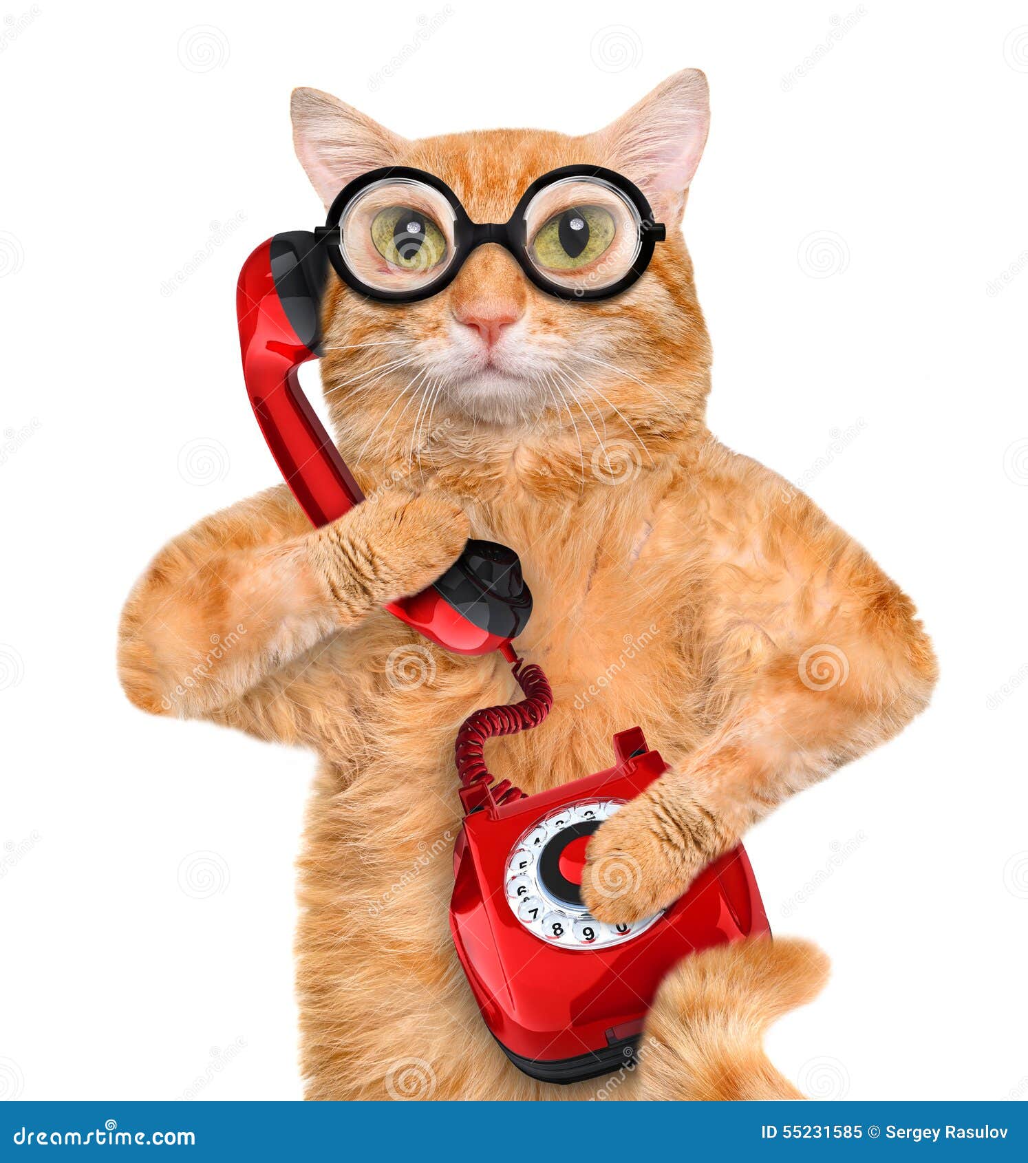 Kat Die Op De Telefoon Spreken Stock Afbeelding - Image of ...