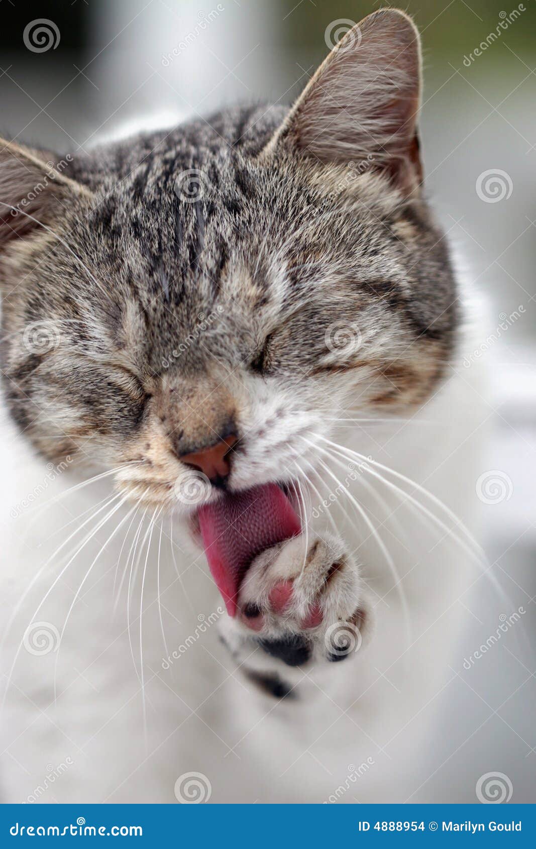 Kat die Poot likt stock foto. Image of tong, inhoud, katje - 4888954