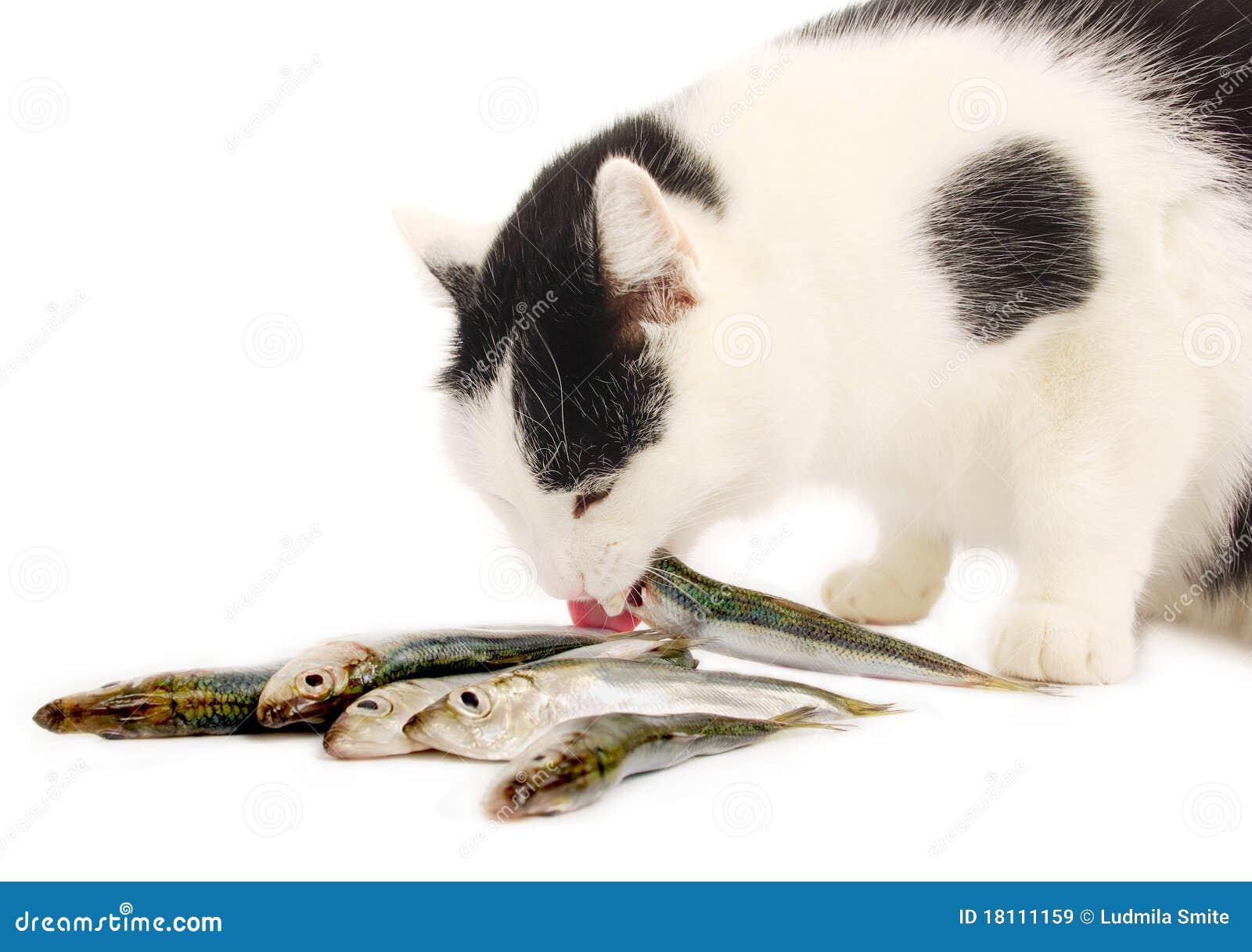 Kat die vissen eet. stock afbeelding. Image of binnenlands - 18111159