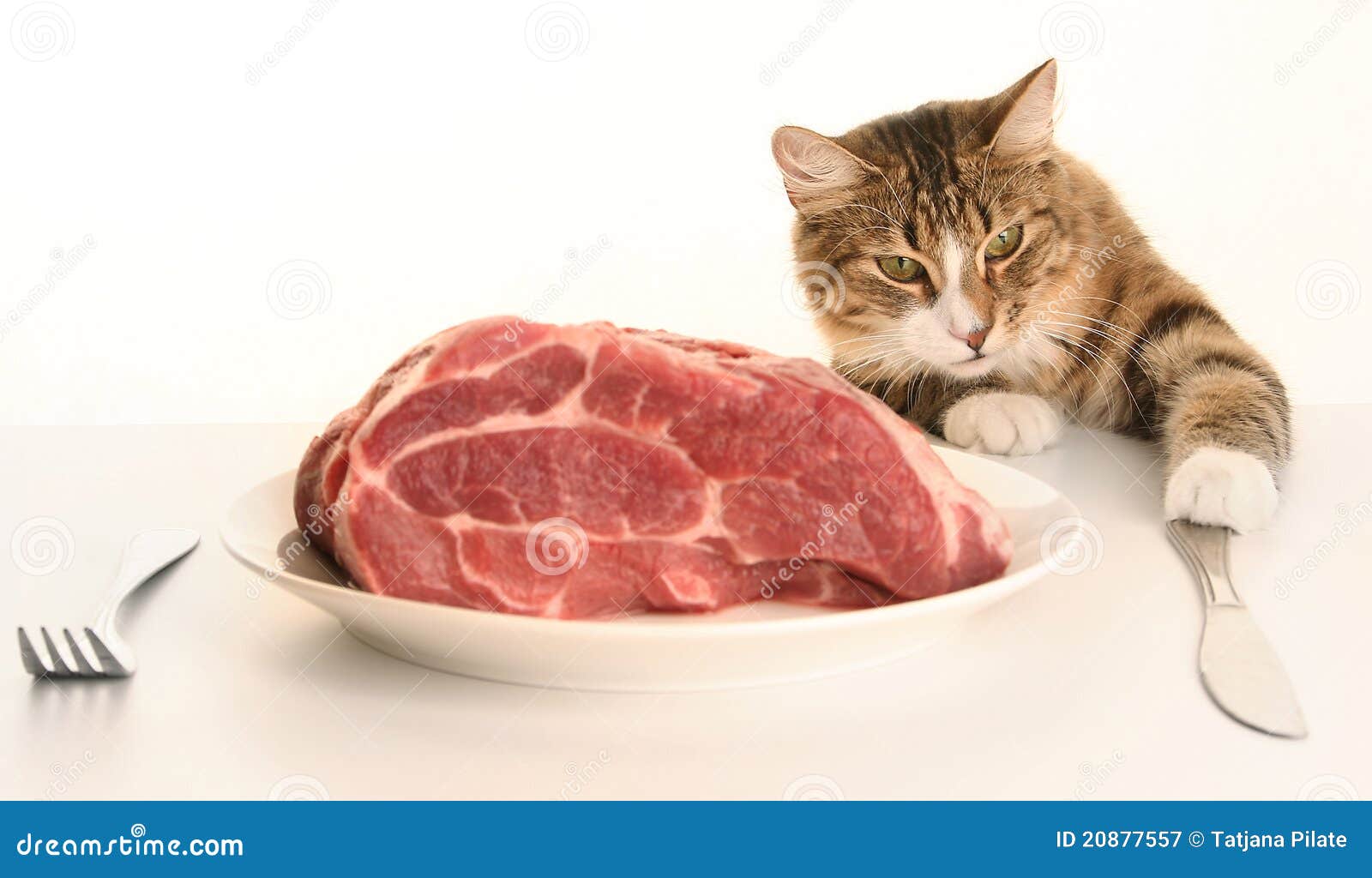 Kat die vlees eet stock afbeelding. Image of katje, maaltijd - 20877557