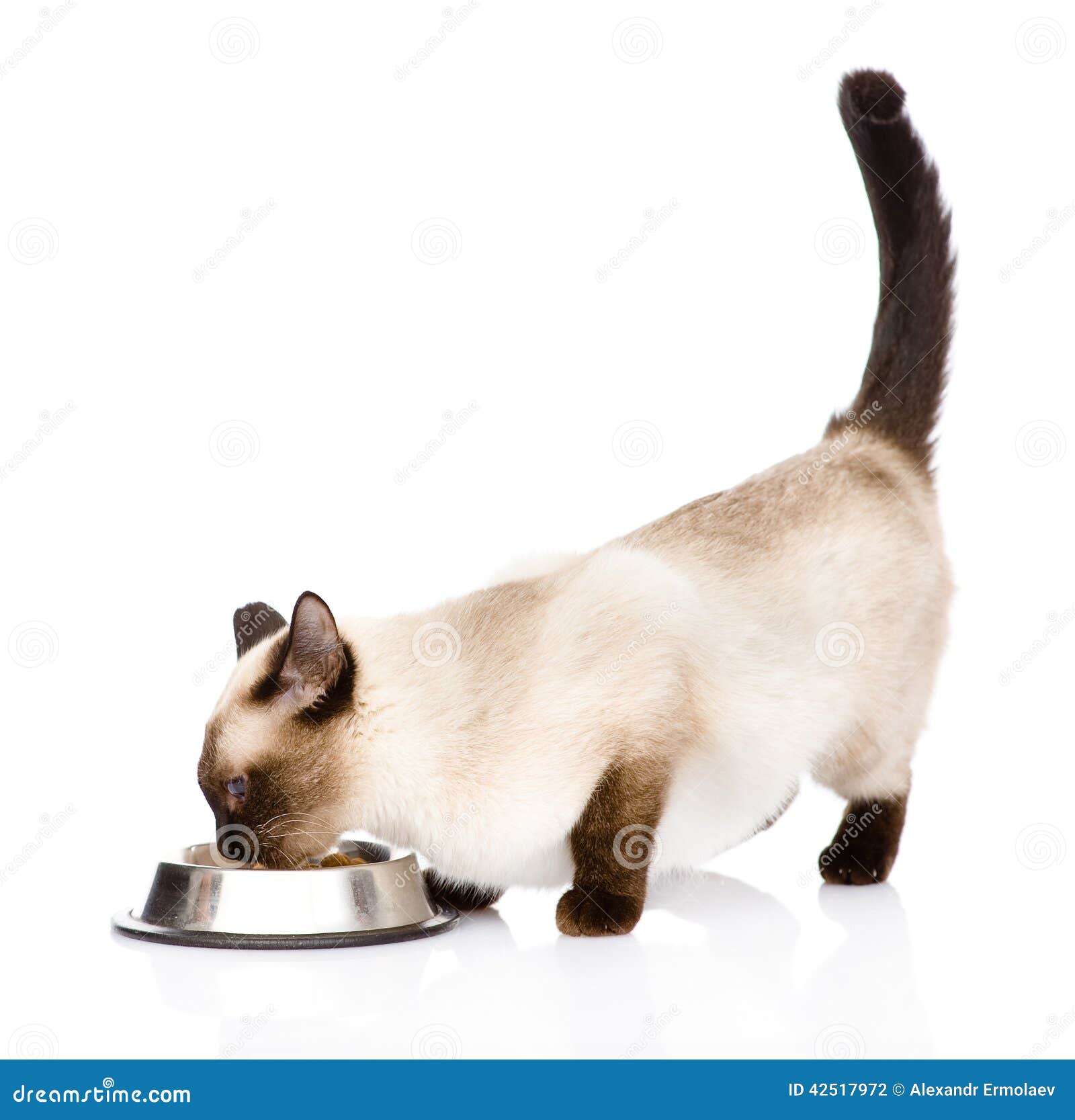 Kat Die Voedsel Eet Op Witte Achtergrond Stock Foto - Image of hongerig ...