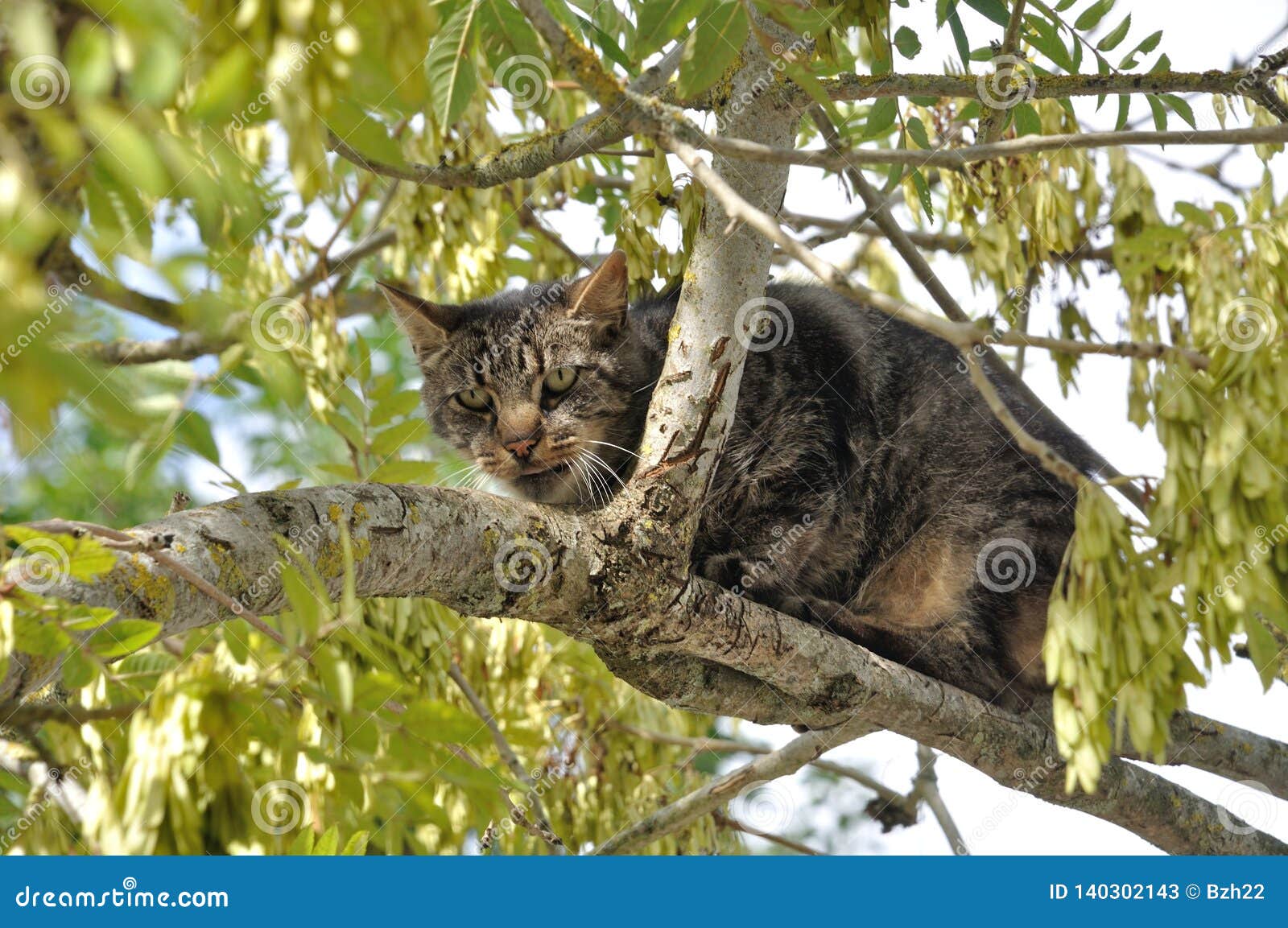 Kat in een boom stock afbeelding. Image of tuin, dier - 140302143
