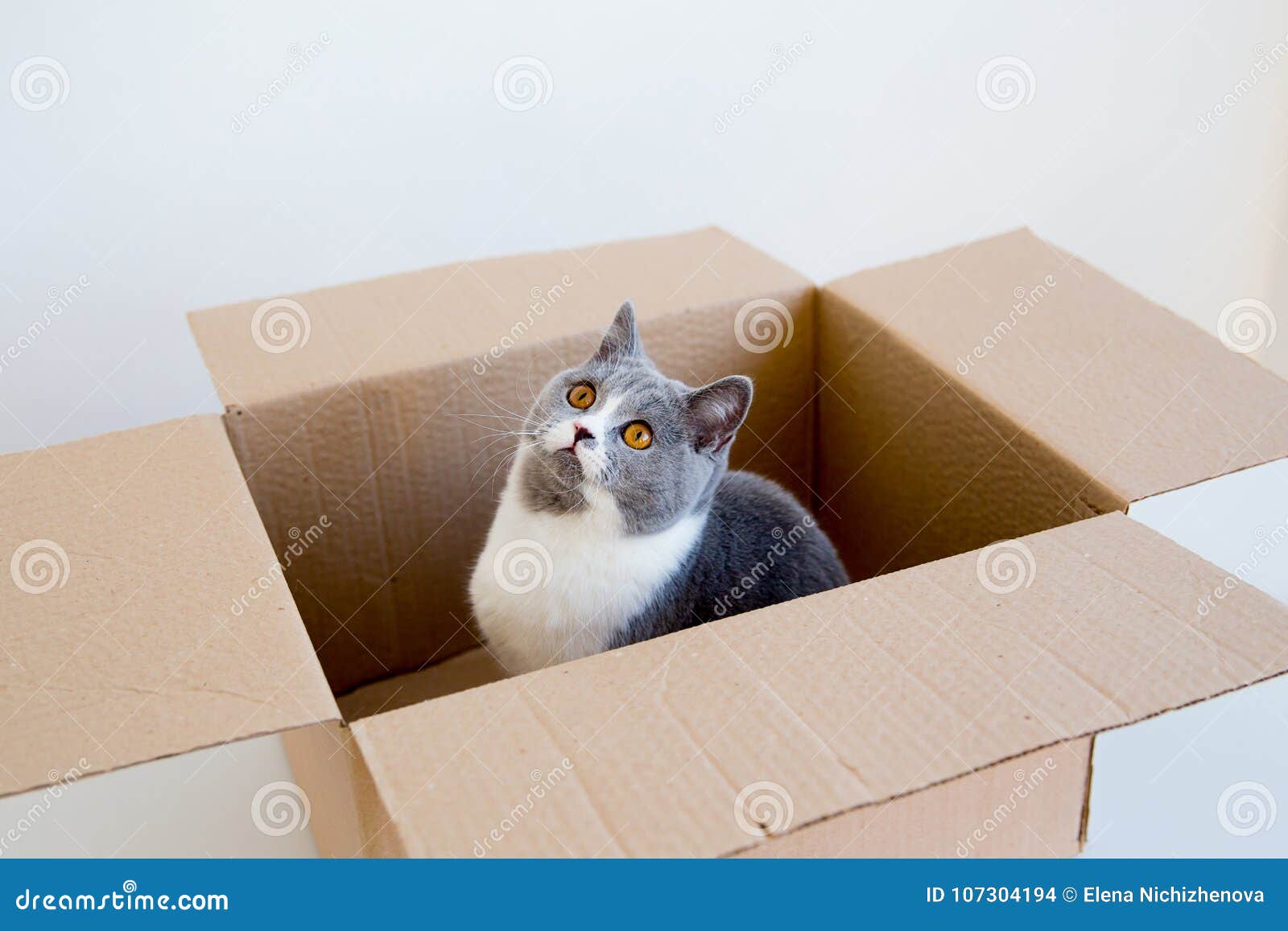 Kat in een doos stock foto. Image of huis, gezicht, ogen - 107304194