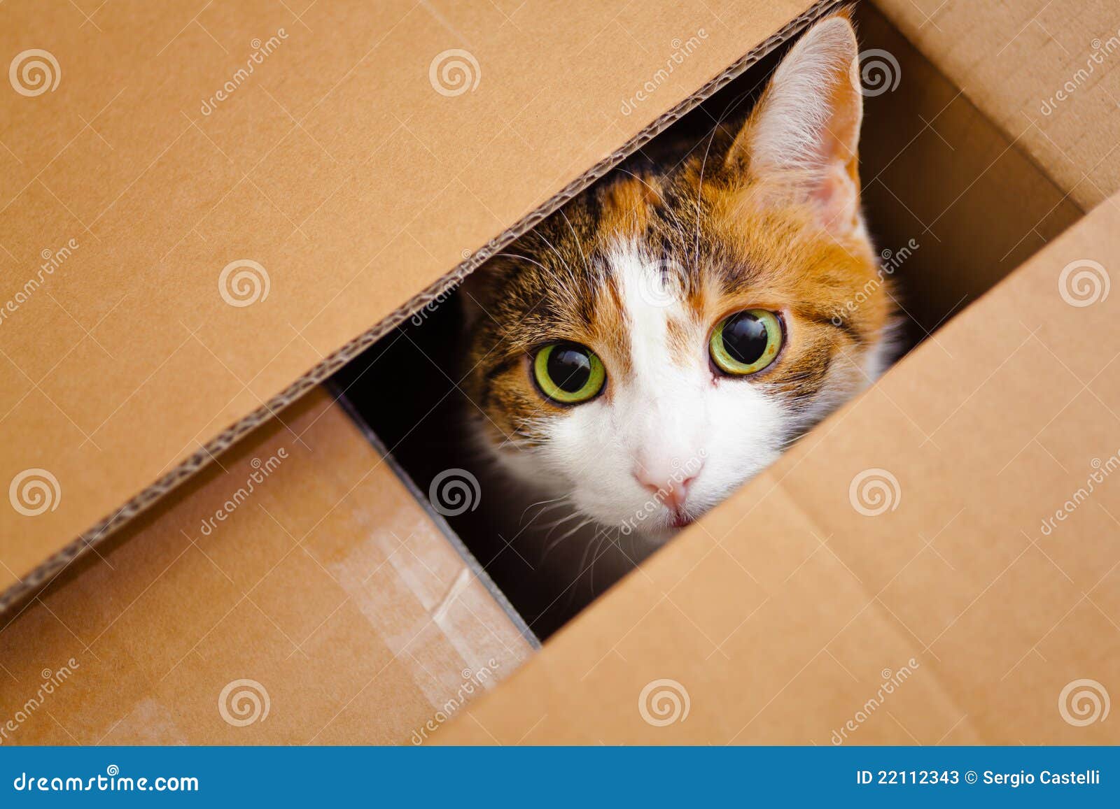 Kat in een doos stock afbeelding. Image of nieuwsgierigheid - 22112343