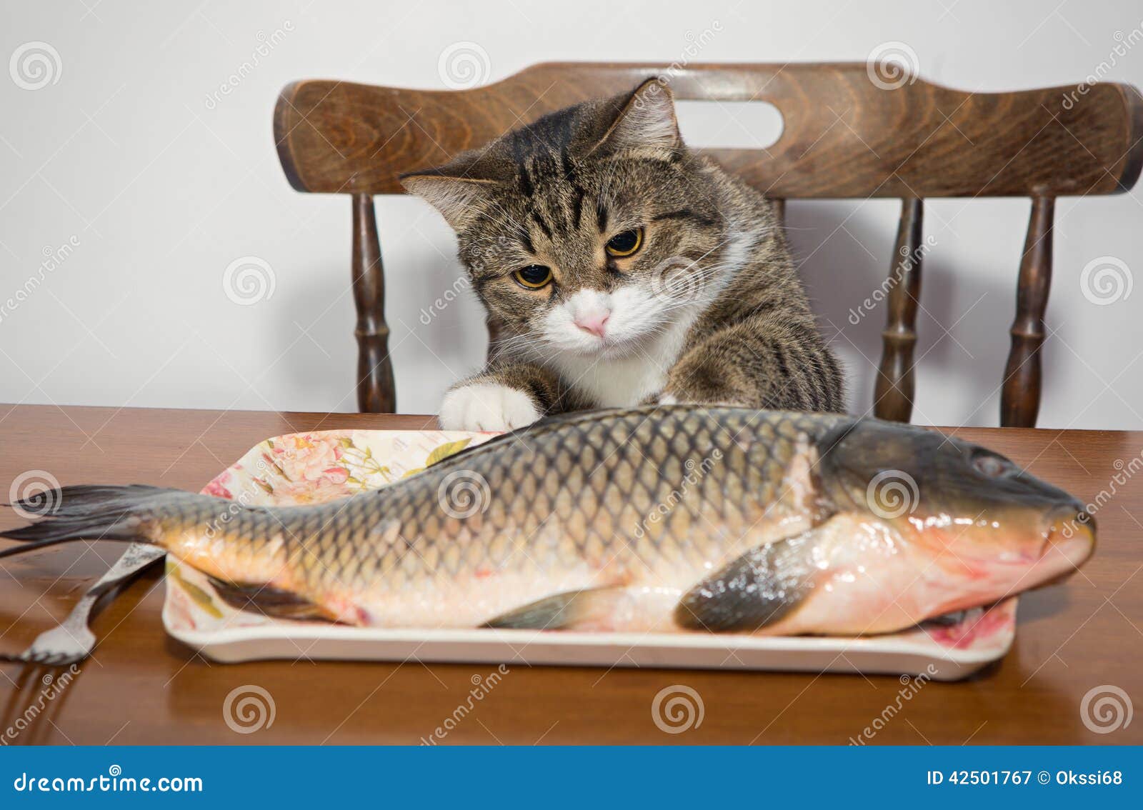 Kat en een grote vis stock afbeelding. Image of plaat - 42501767