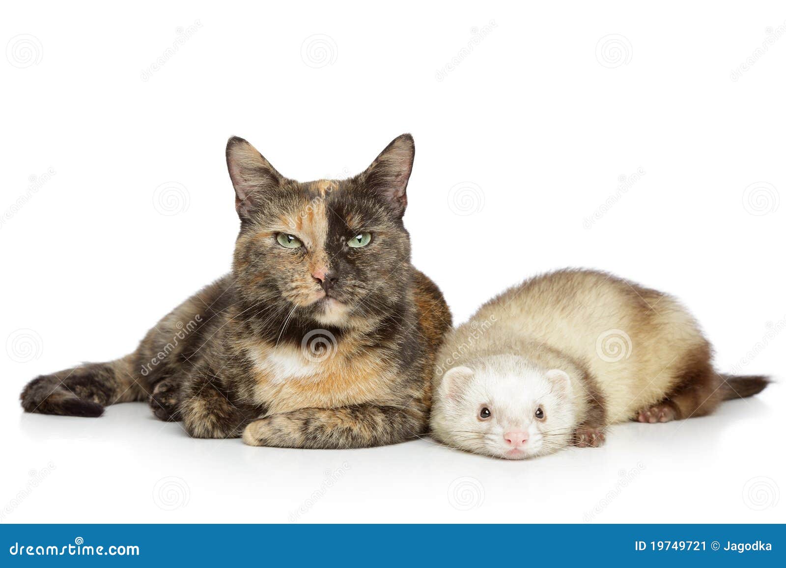 Kat En Fret Op Een Witte Achtergrond Stock Afbeelding - Image of ...