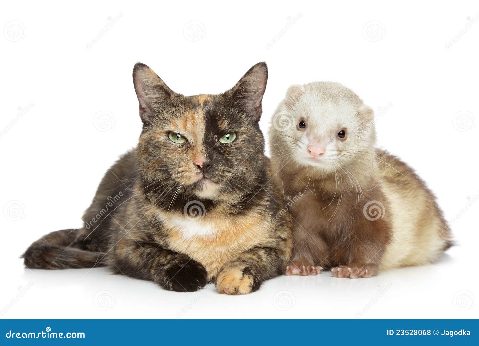 Kat En Fret Op Witte Achtergrond Stock Foto - Image of bont, leuk: 23528068