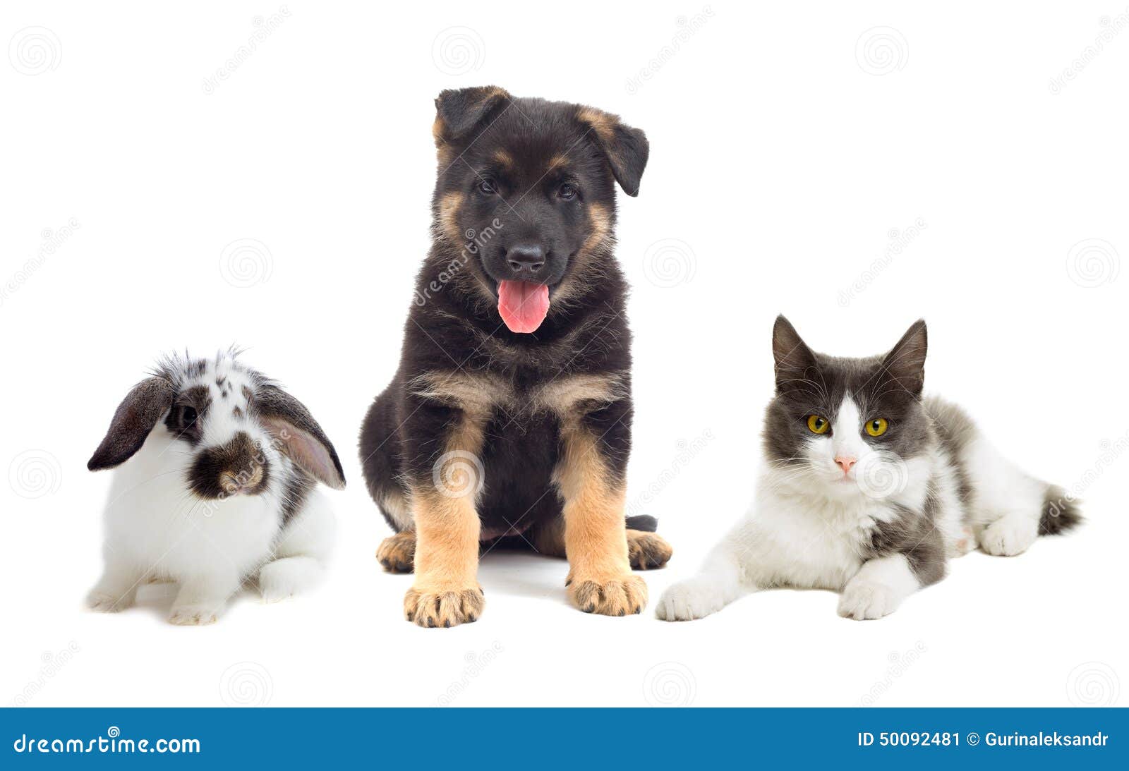 Kat en hond en konijn stock afbeelding. Image of baby - 50092481