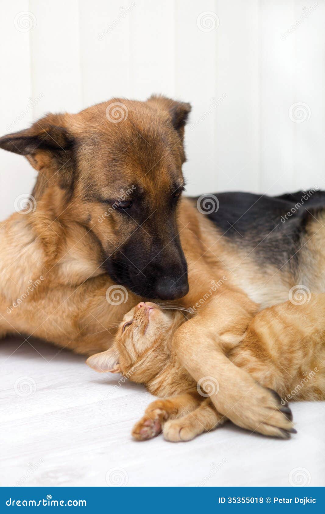 Kat en hond samen stock foto. Image of leggen, binnenlands - 35355018