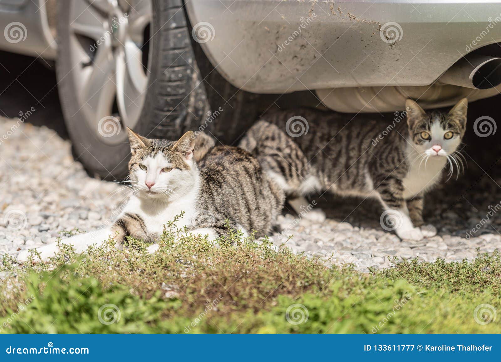 Kat en katje onder de auto stock afbeelding. Image of grappig - 133611777