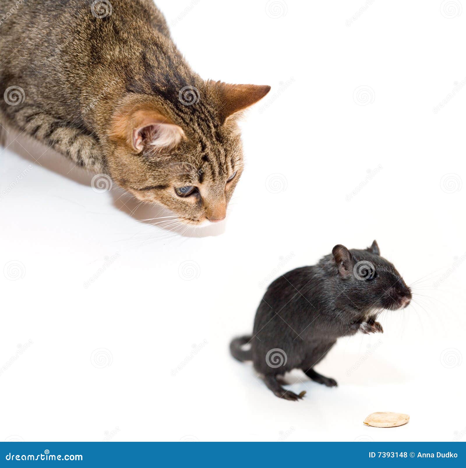 Kat en muis stock foto. Image of leuk, huisdier, zorg - 7393148