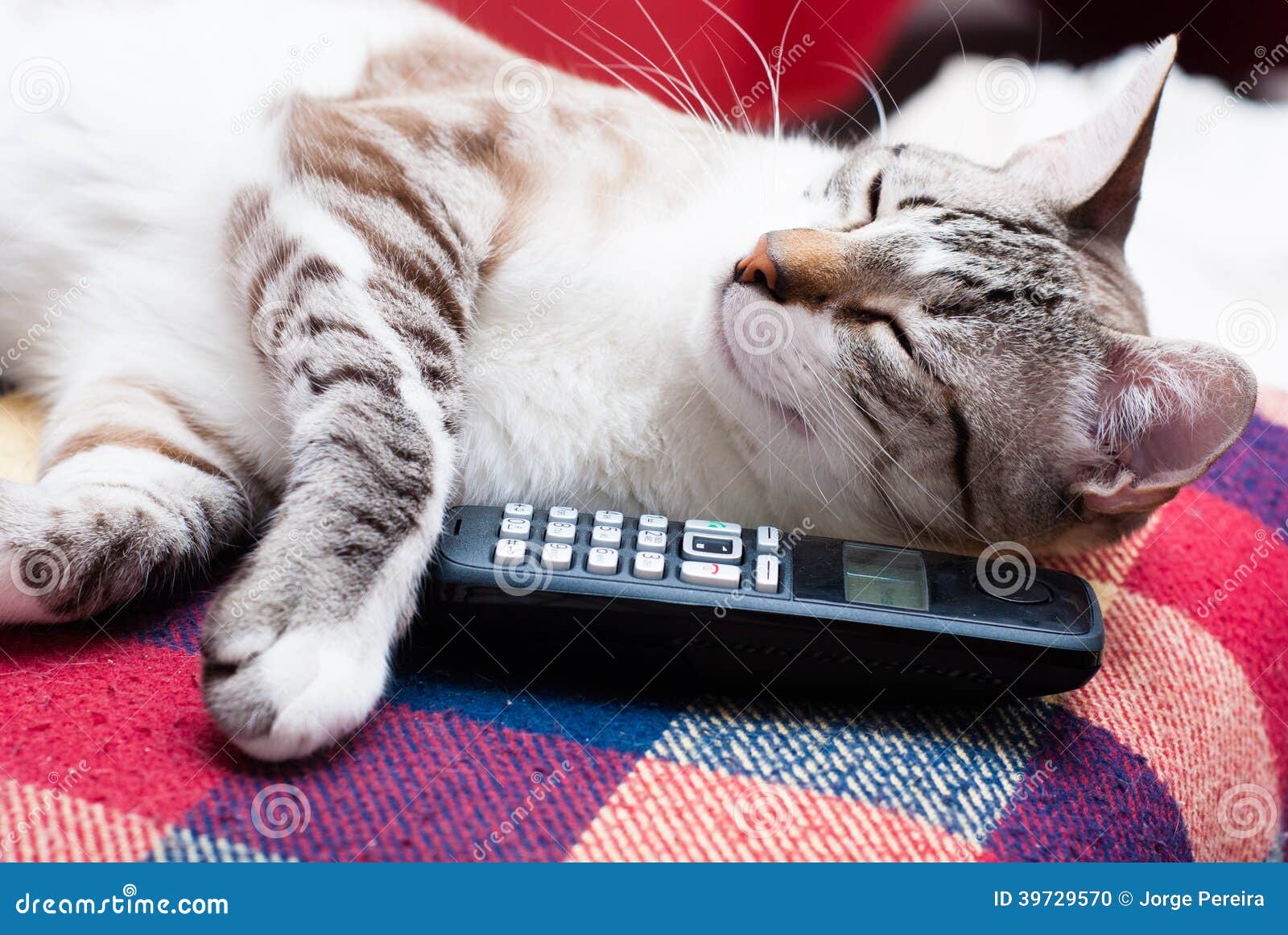 Kat en telefoon stock foto. Image of oren, dier, spelen - 39729570