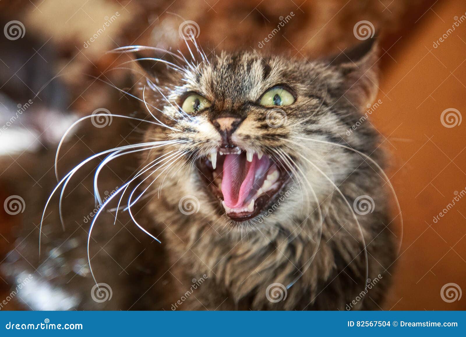 Kat stock photo. Image of pets, eared, eyes, kitty, mustache - 82567504