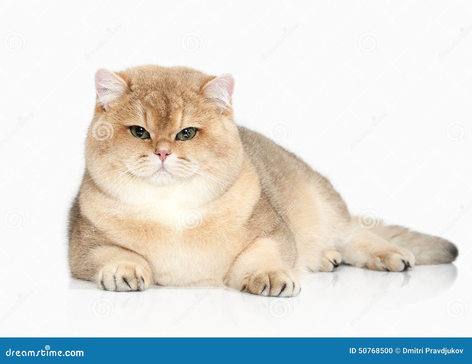 Kat Gouden Britse Kat Op Witte Achtergrond Stock Foto - Image of bruin ...