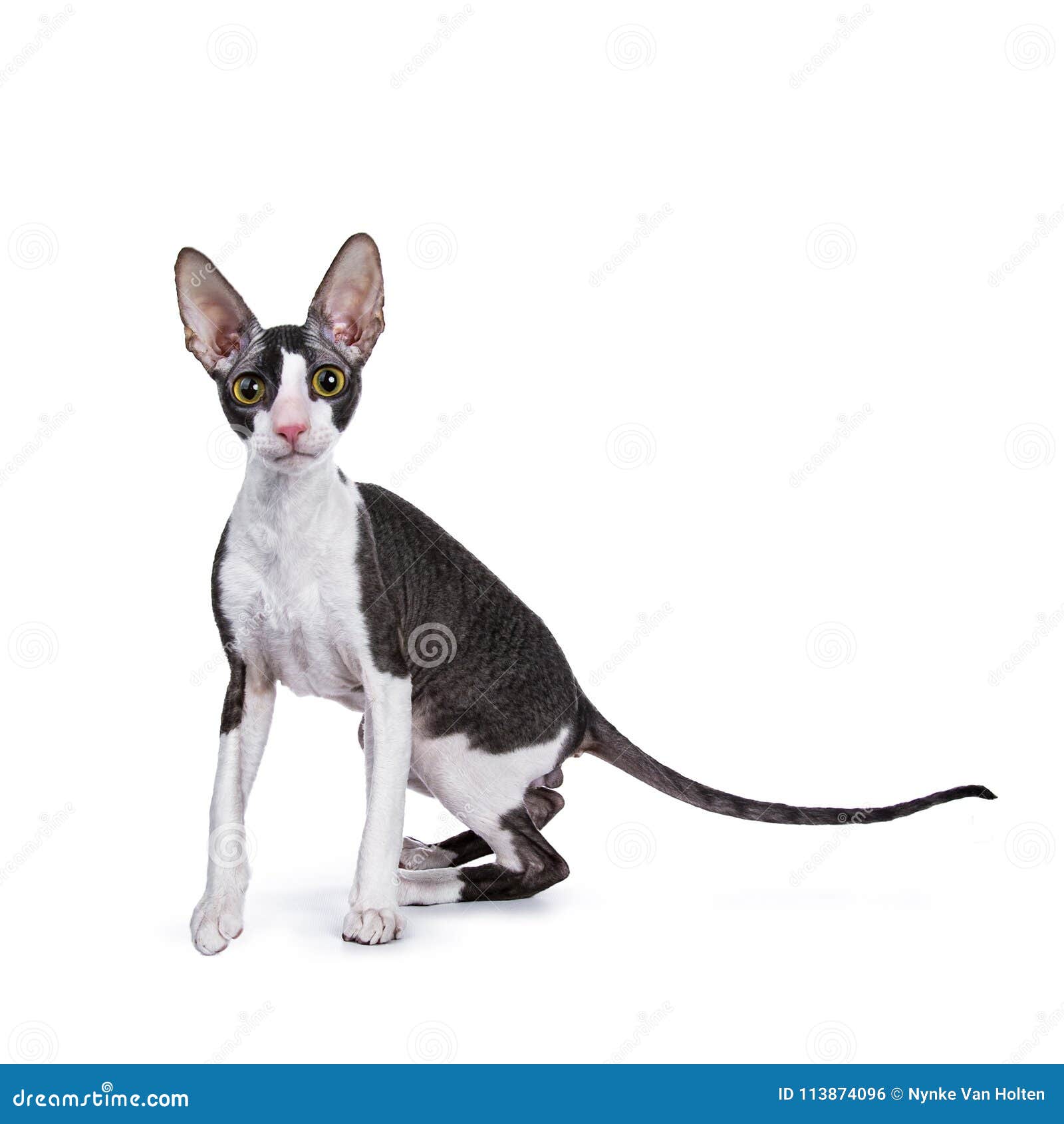 Kat/het Katje Die Van Cornwall Van Rex Onder Ogen Ziend Camera De ...