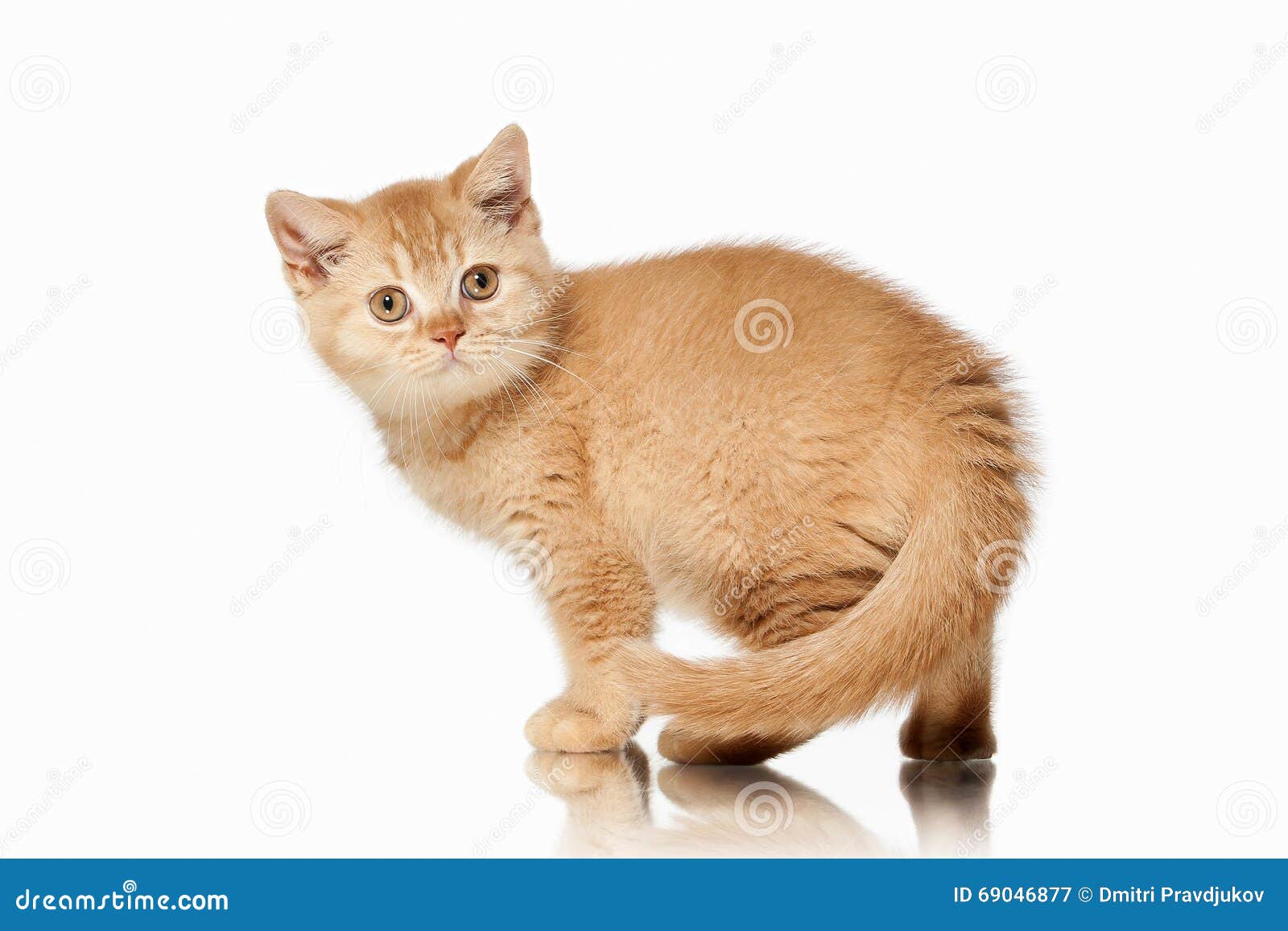 Kat Klein Rood Brits Katje Op Witte Achtergrond Stock Afbeelding ...