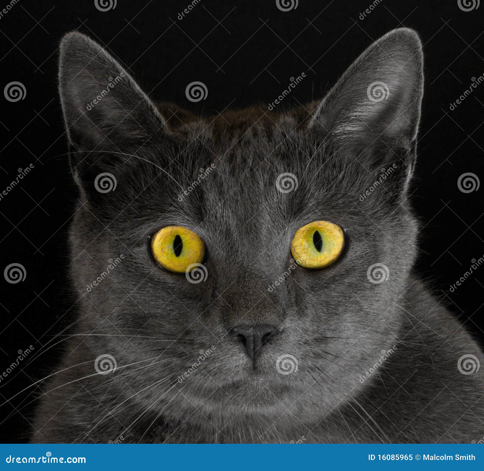 Kat met gele ogen stock afbeelding. Image of achtergrond - 16085965