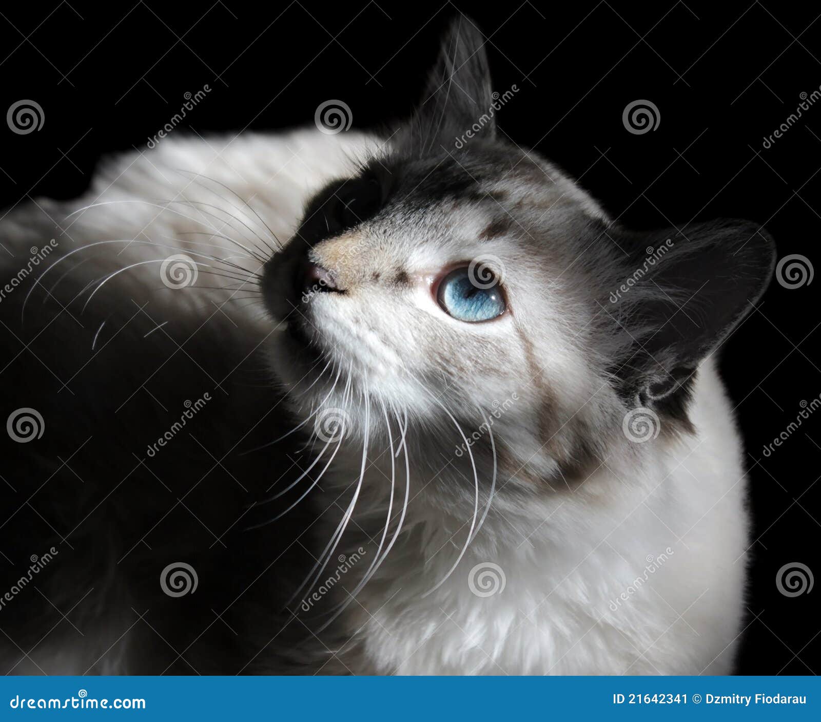 Kat Met Het Plakken Van Bakkebaard Stock Afbeelding - Image of mannetje ...