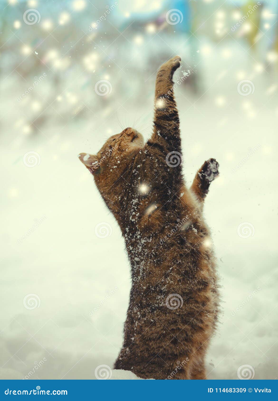 Kat Met Poten in Lucht Het Spelen Met Sneeuw Stock Afbeelding - Image ...