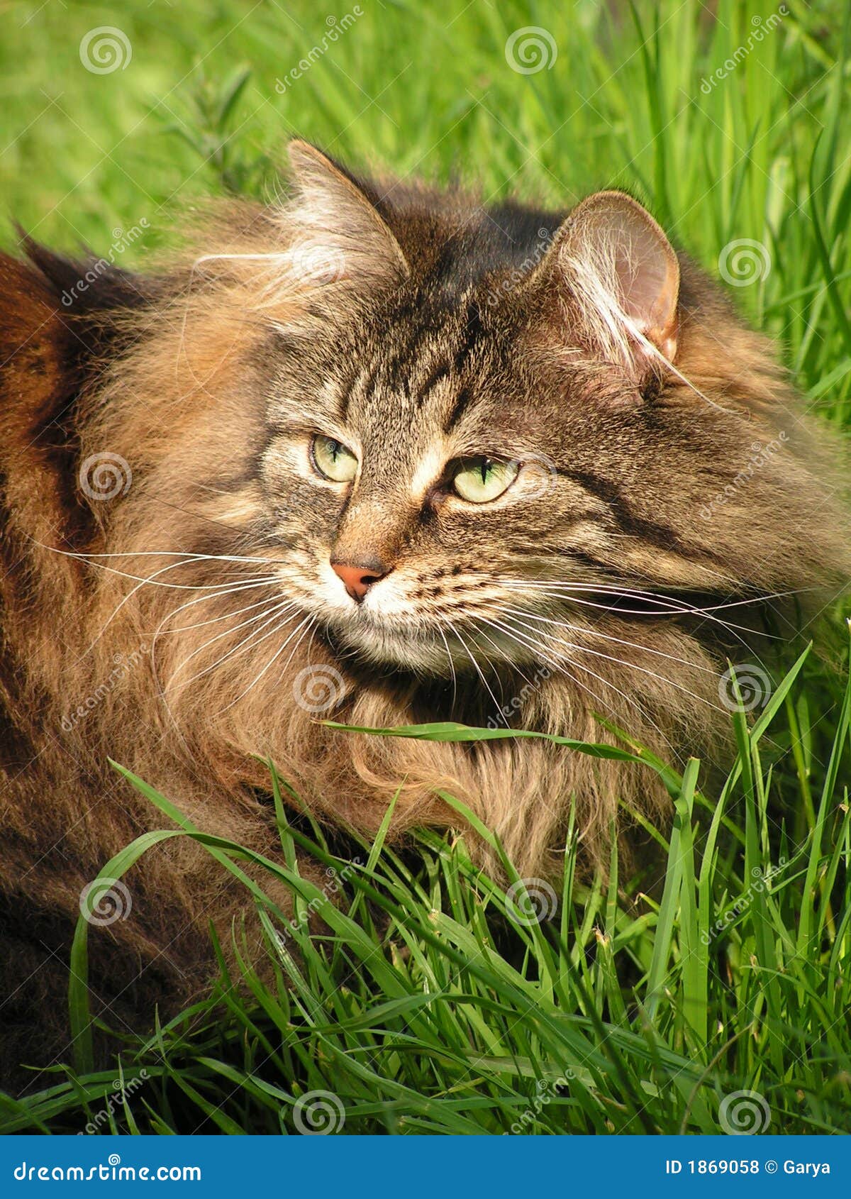 Kat (Noorse Boskat) in Het Gras, Stock Foto - Image of manen, bont: 1869058