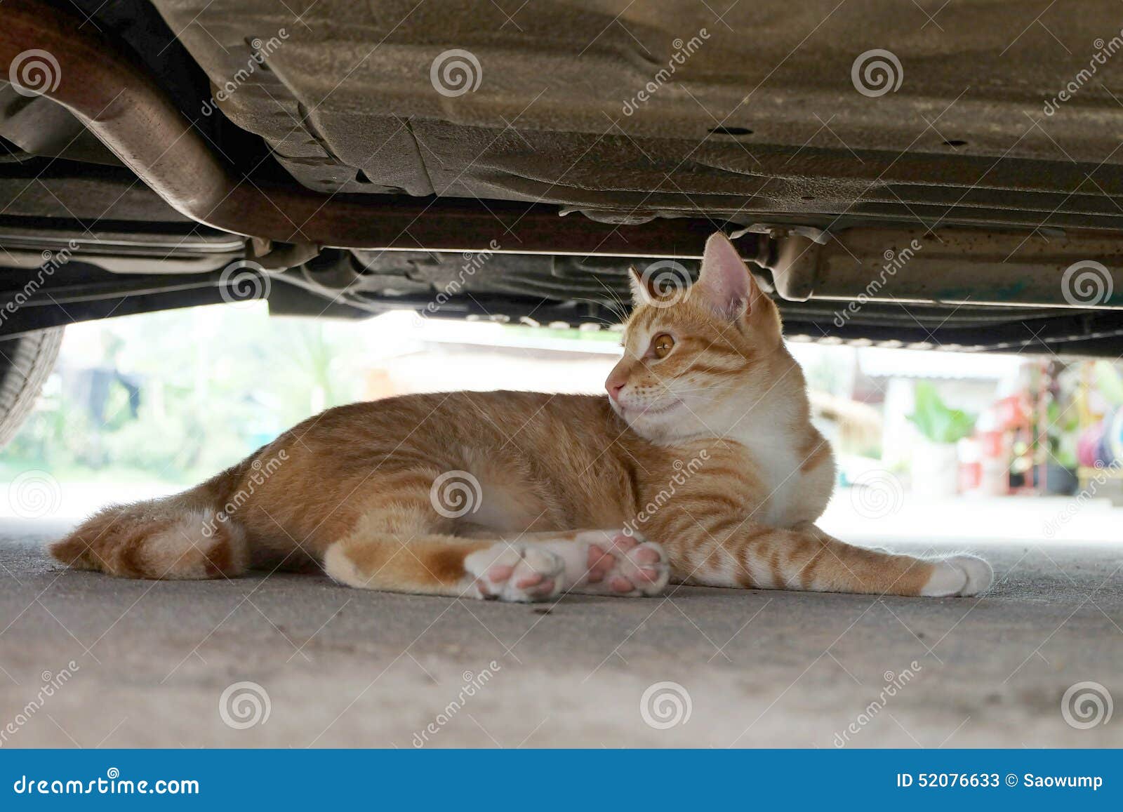 Kat onder auto stock afbeelding. Image of onder, ontspanning - 52076633