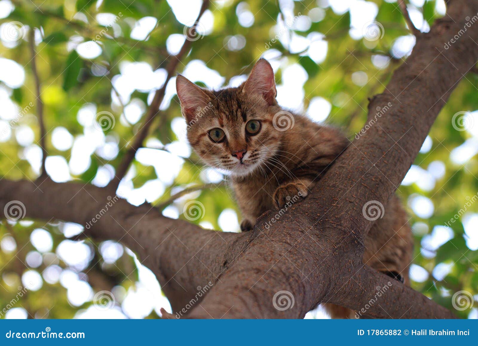 KAT OP BOOM stock foto. Image of bezorgd - 17865882