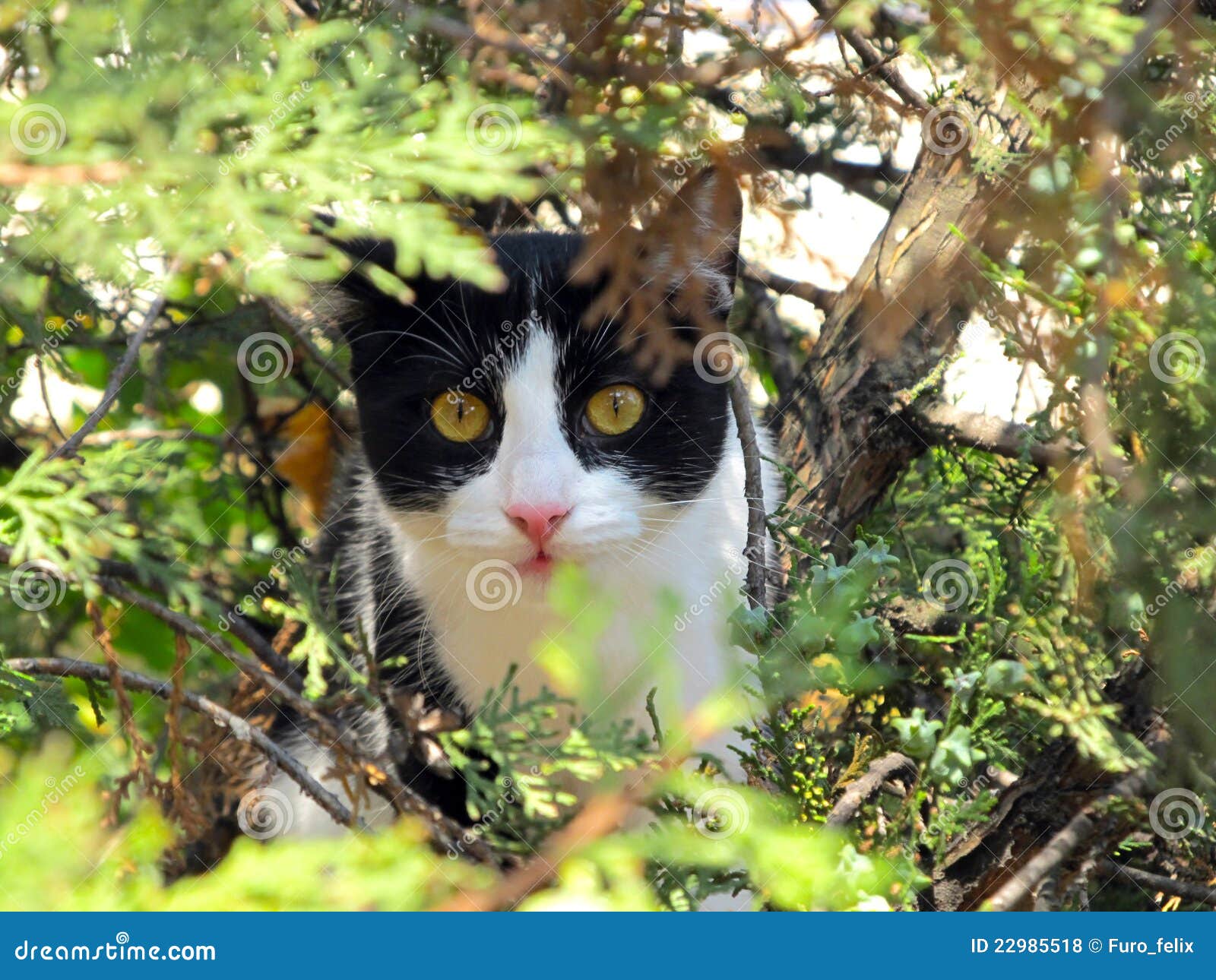 Kat op boom stock foto. Image of vriend, sinaasappel - 22985518