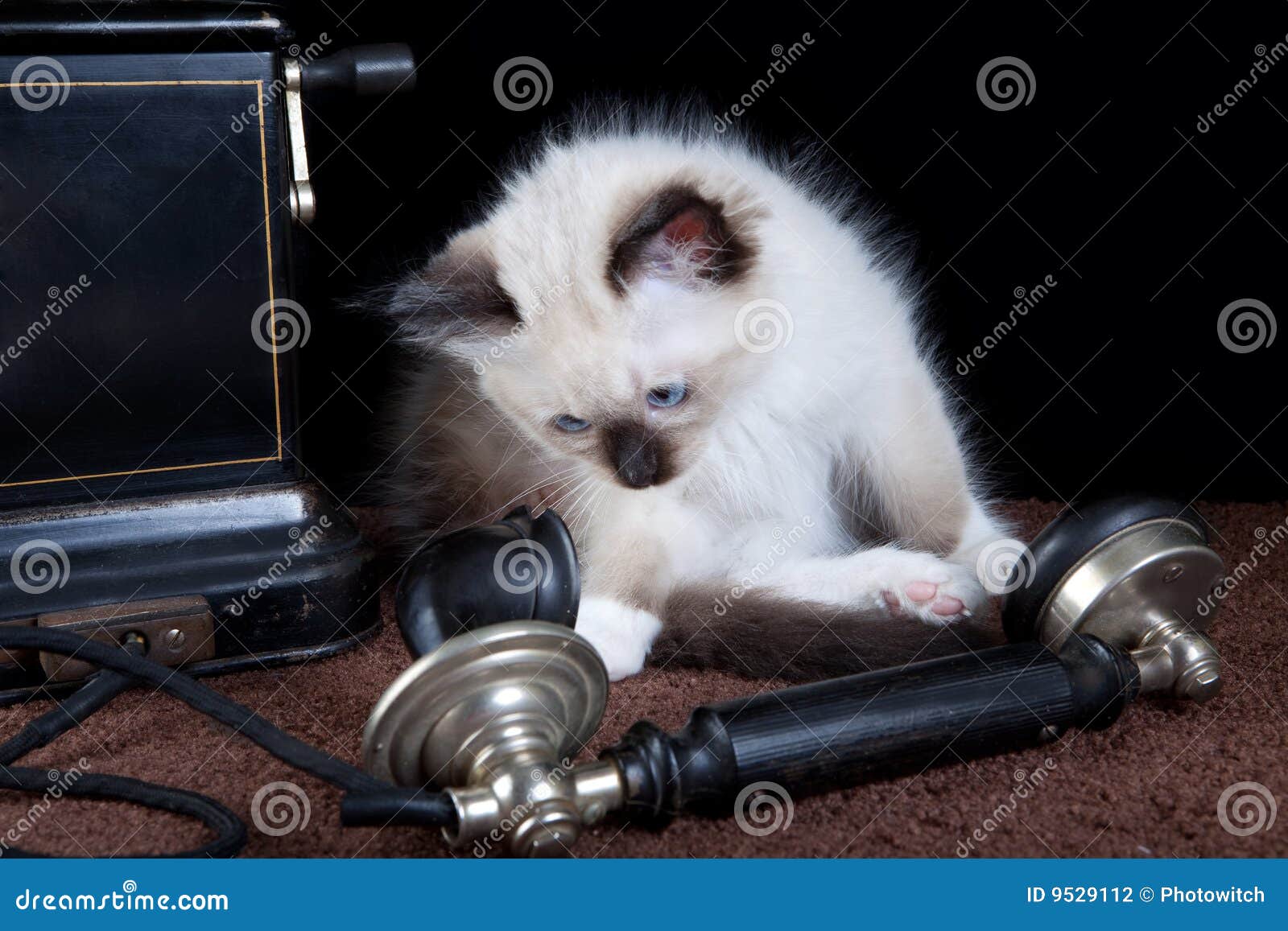 Kat op de telefoon stock foto. Image of antiquiteit, wijnoogst - 9529112