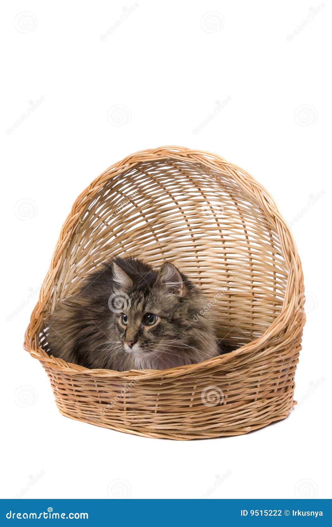 Kat in rieten mand stock foto. Image of kijk, pussycat - 9515222