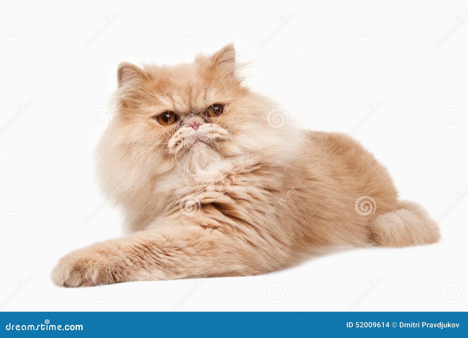 Kat Rode Perzische Kat Op Witte Achtergrond Stock Foto - Image of ...