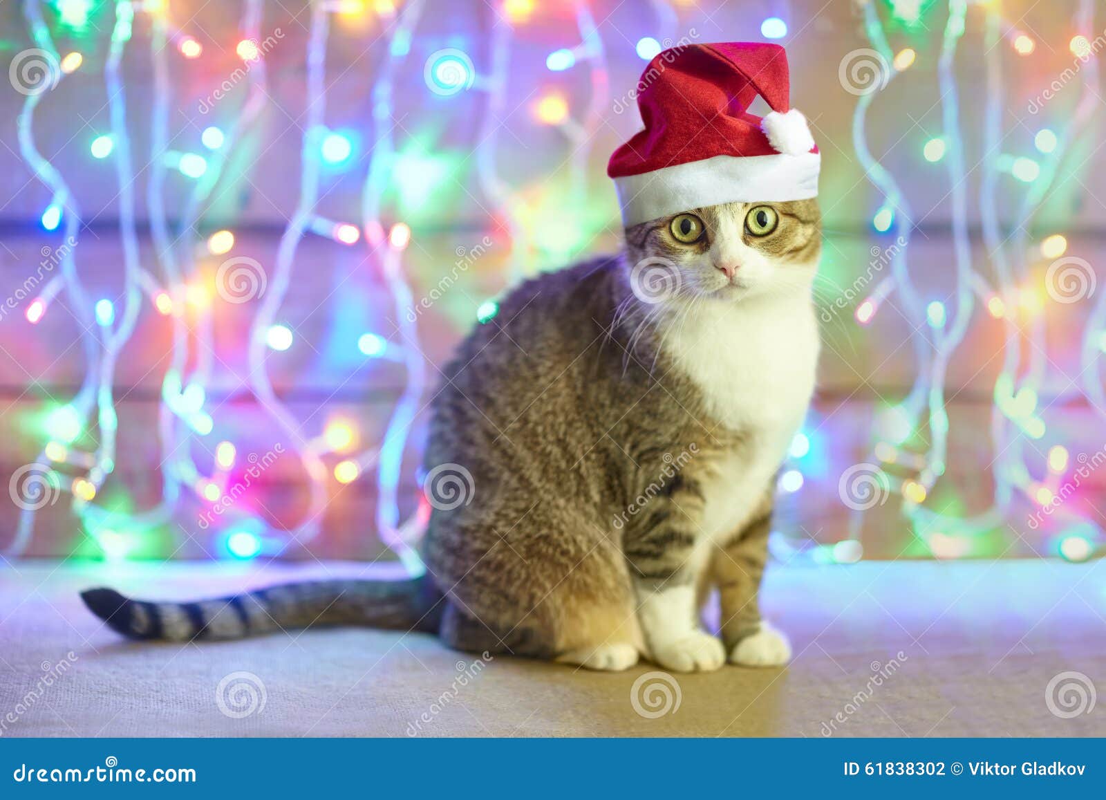Kat in Santa Claus-Kerstmis Rode Hoed Stock Foto - Image of licht ...