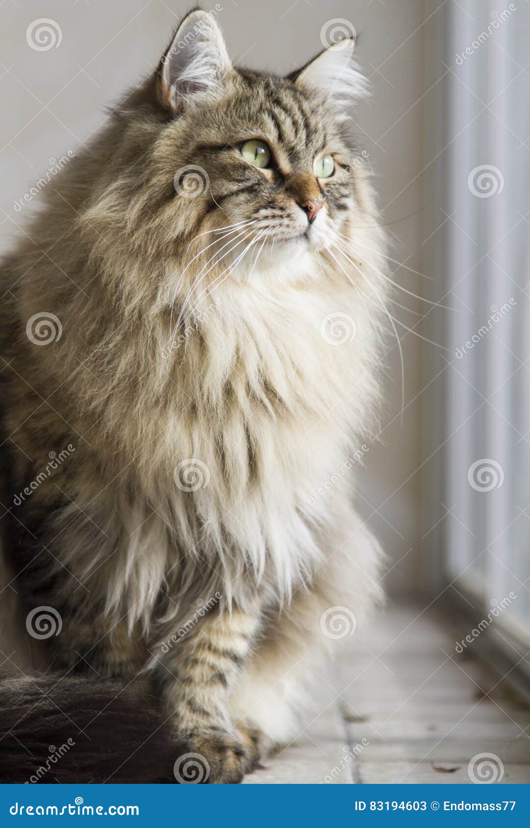 Kat Van Siberisch Ras, Bruine Versie Stock Afbeelding - Image of maaien ...