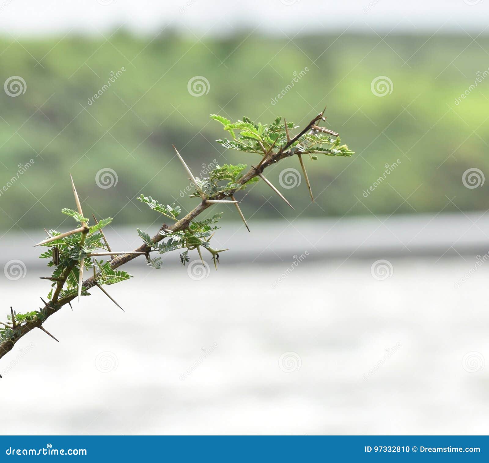 Kata stock photo. Image of plant, kata, nature, click - 97332810