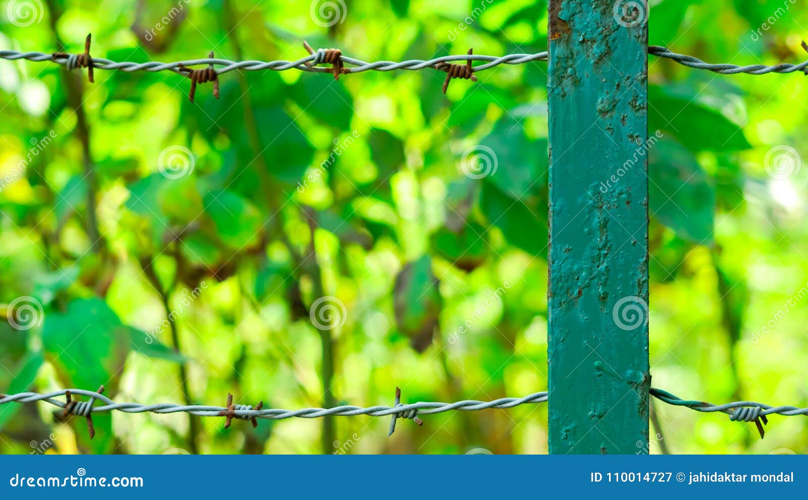 Kata Tar with Green Background Stock Image - Image of asia, flora ...