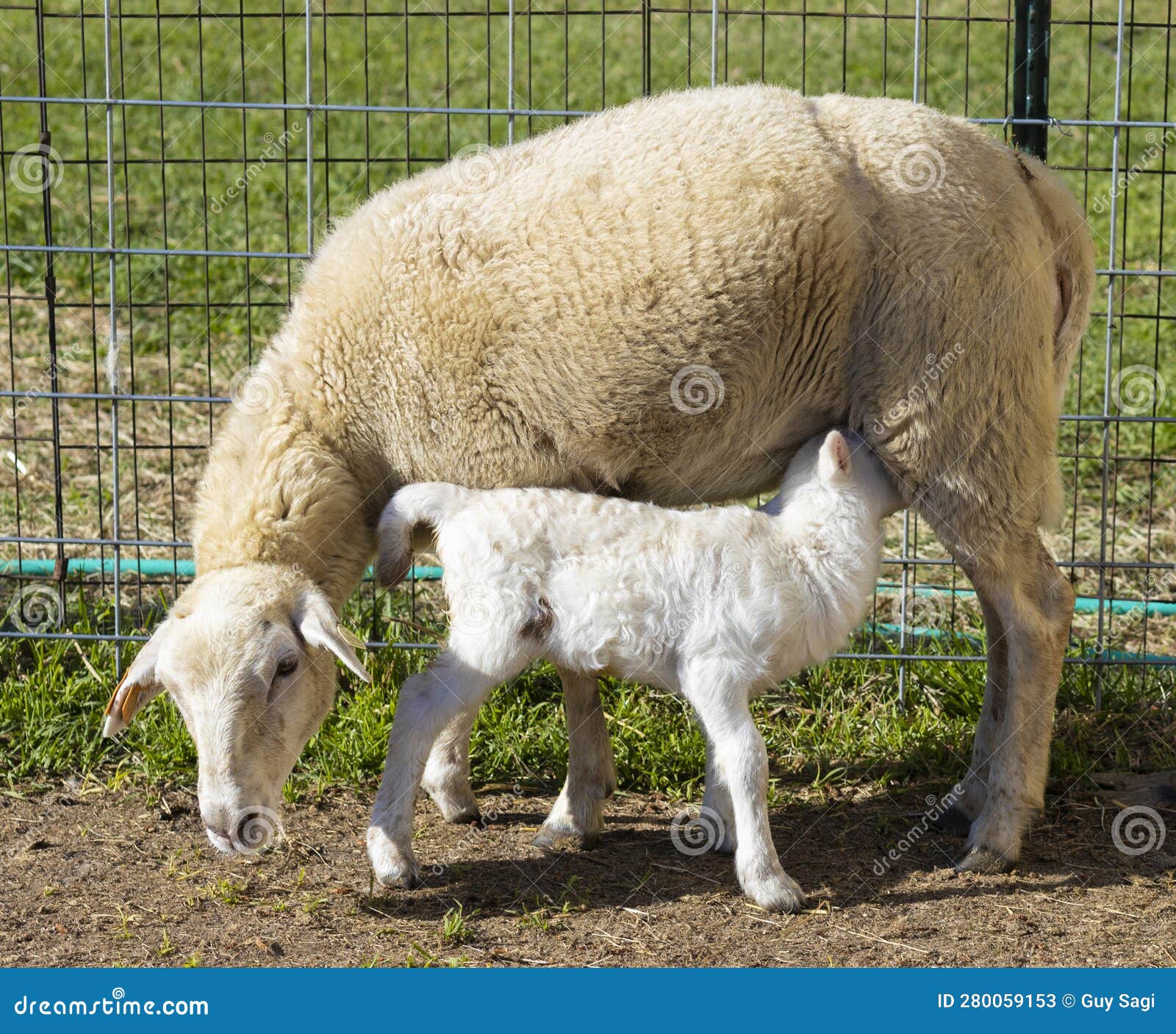 Sheep Ewe Nursing a Young Lamb Stock Image - Image of white, herbivore ...