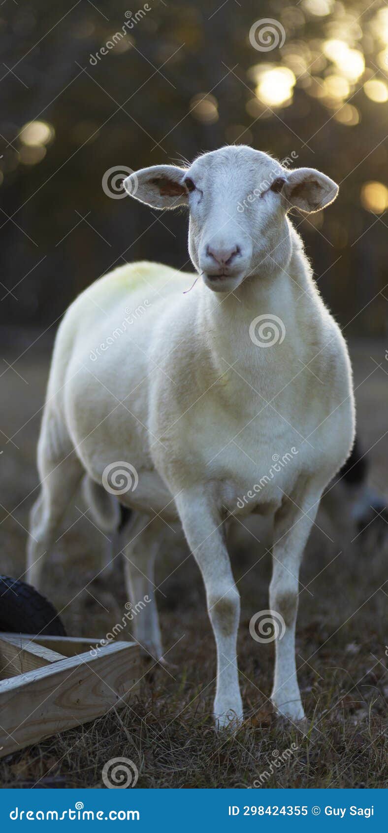 Curious Sheep Ewe Looking at the Camera Stock Image - Image of mouton ...