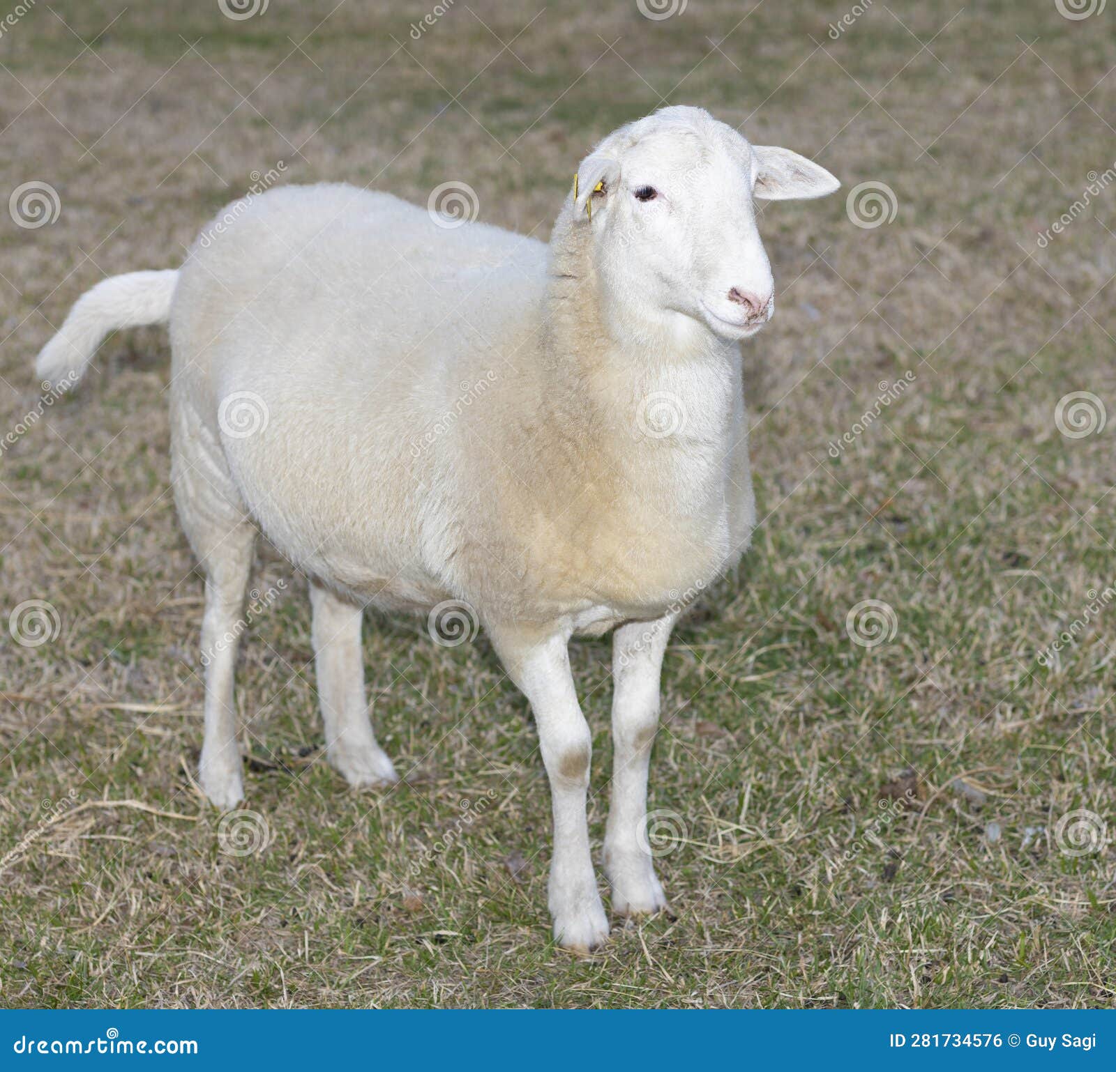 White Katahdin Sheep Ewe on a Pasture Stock Photo - Image of grass ...