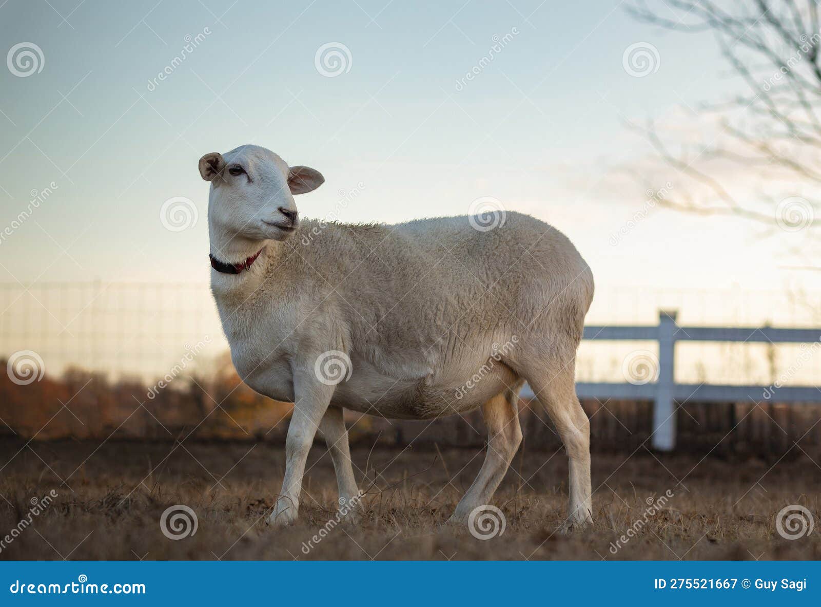 Katahdin Sheep Looking Over Its Shoulder at Sunset Stock Image - Image ...