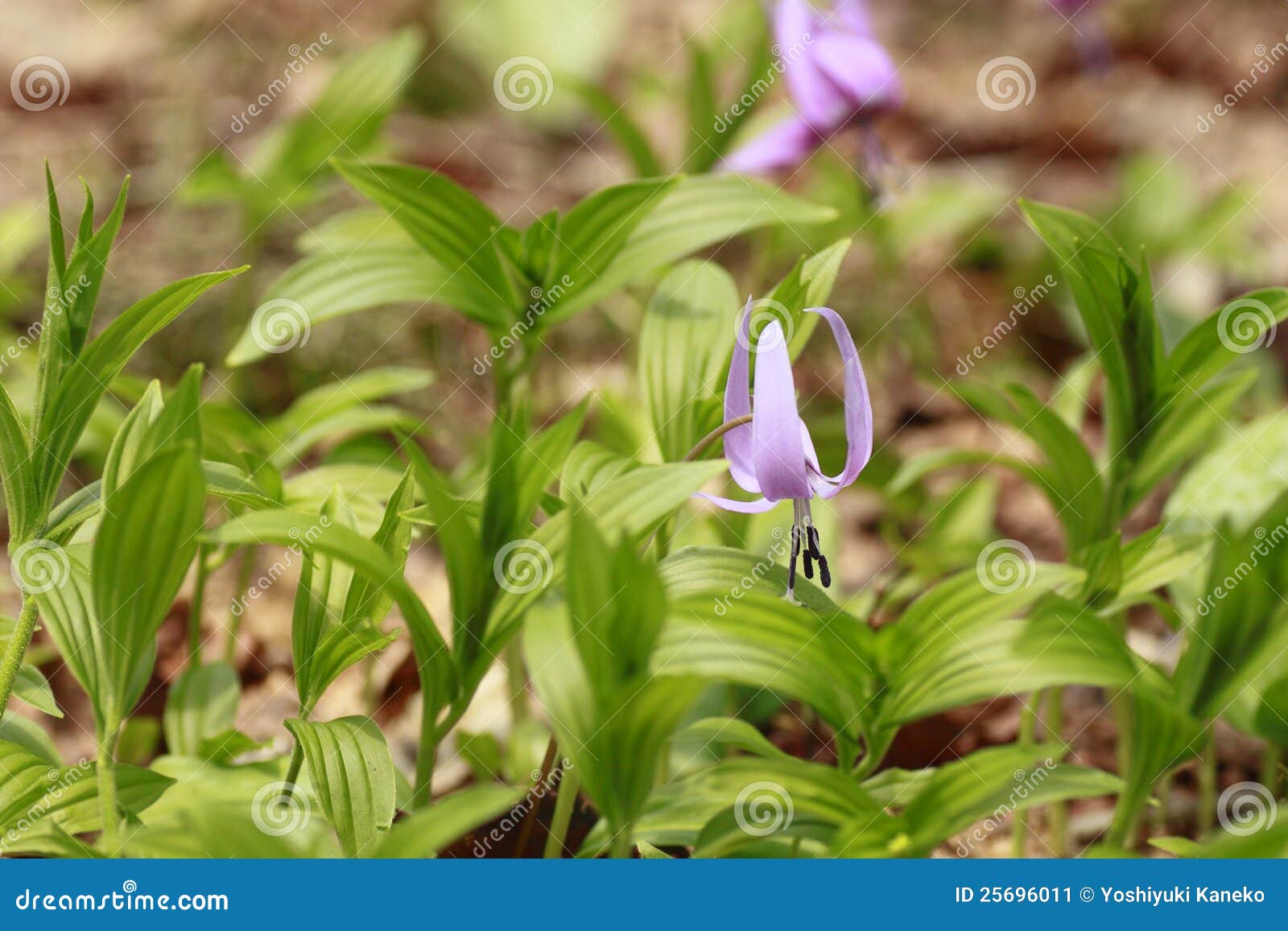 Katakuri (Erythronium Japonicum) Stock Image - Image of spring, flower ...