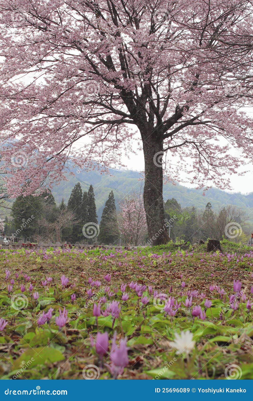 Katakuri (Erythronium Japonicum) Stock Image - Image of sawauchi ...