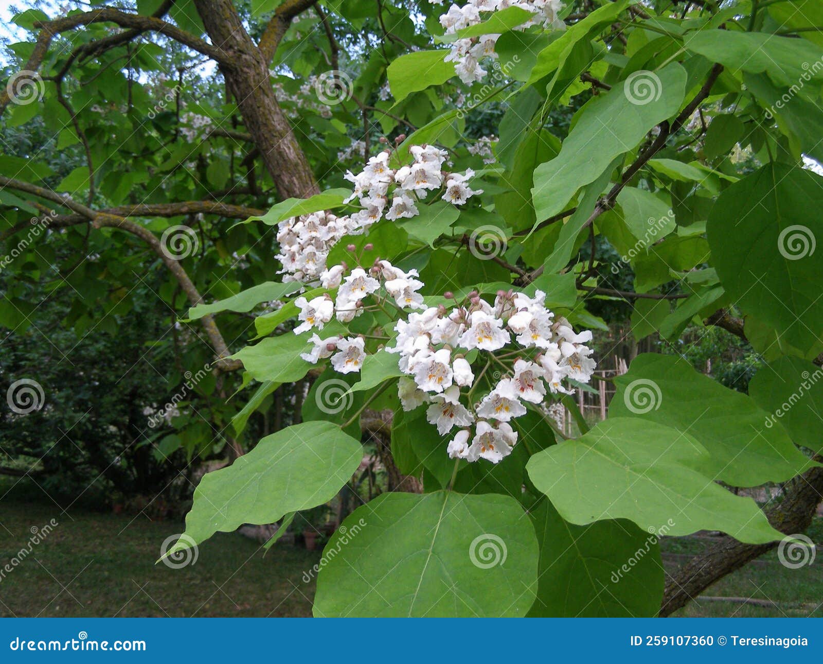 Katalpa-Baum. Klasse. Bignoniaceae Stockfoto - Bild von vegetation ...