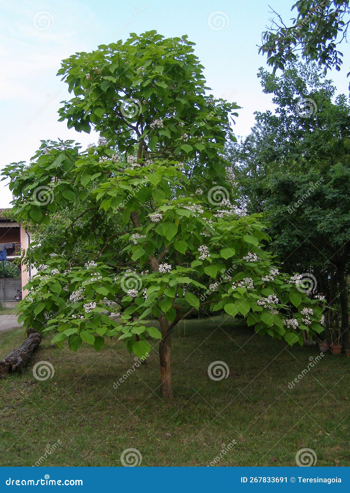 Katalpa-Baum. Klasse. Bignoniaceae Stockbild - Bild von baum, grün ...