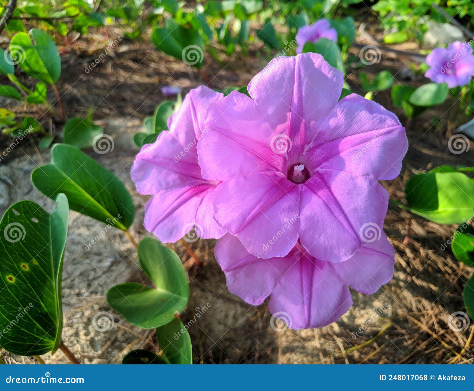 Katang-katang Plant or Ipomoea Pes-caprae in Bloom Stock Photo - Image ...