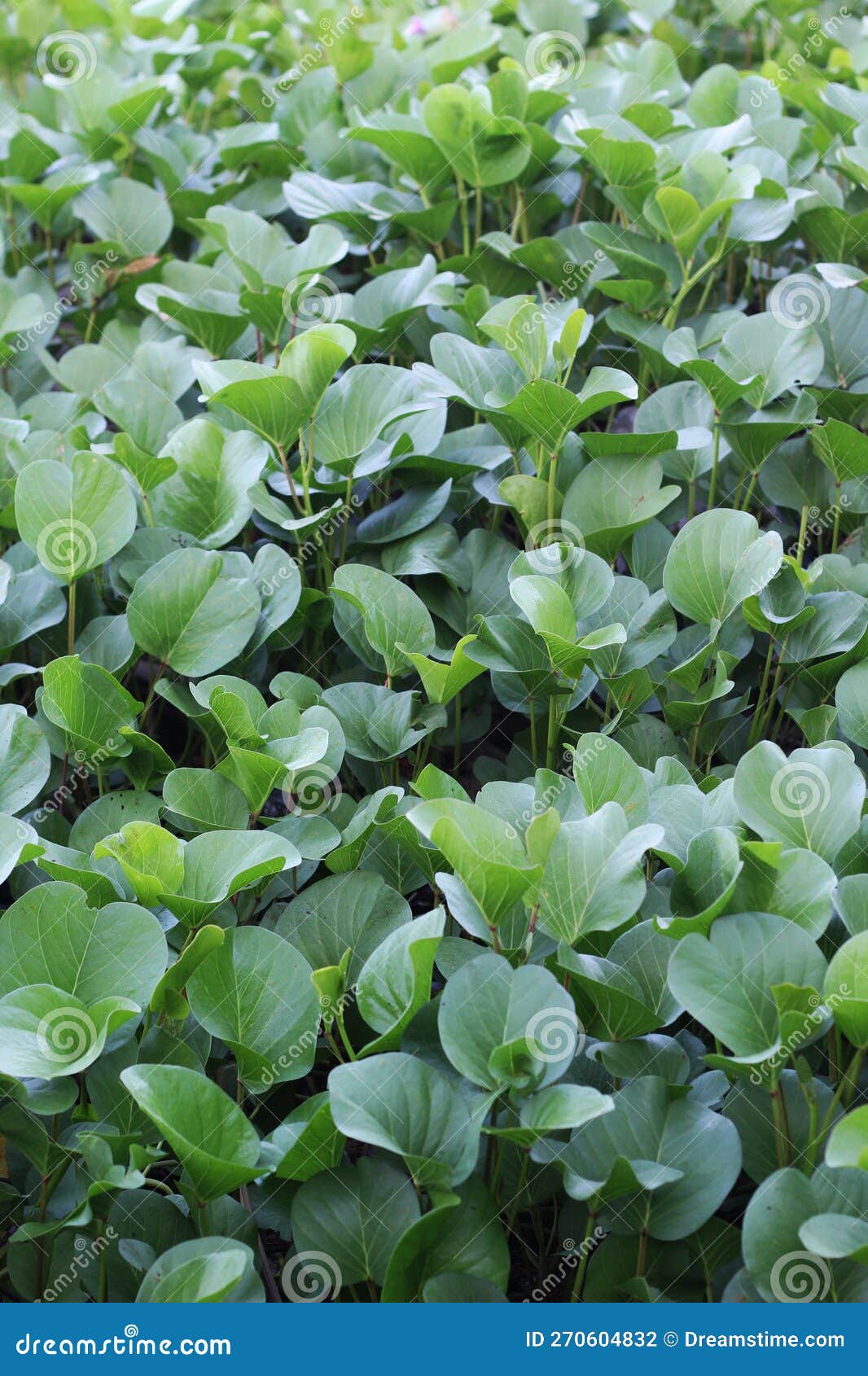 Katang plants stock photo. Image of pond, vegetable - 270604832