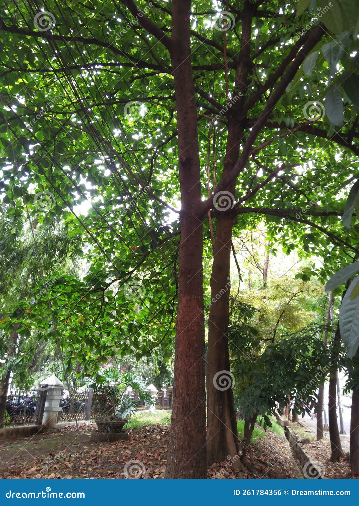 Katapang Stock Photos - Free & Royalty-Free Stock Photos from Dreamstime