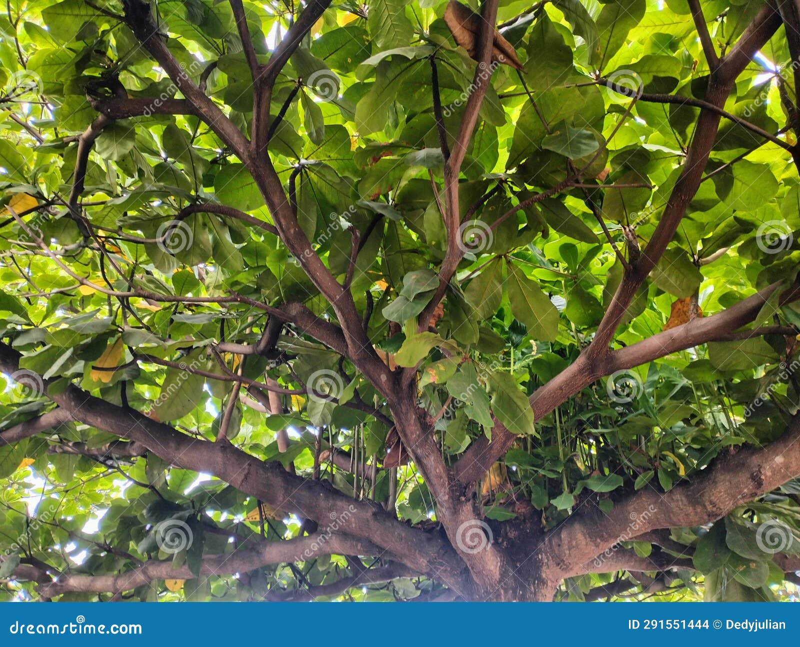 Beautiful Multi Tiered Canopy Stock Photos - Free & Royalty-Free Stock ...