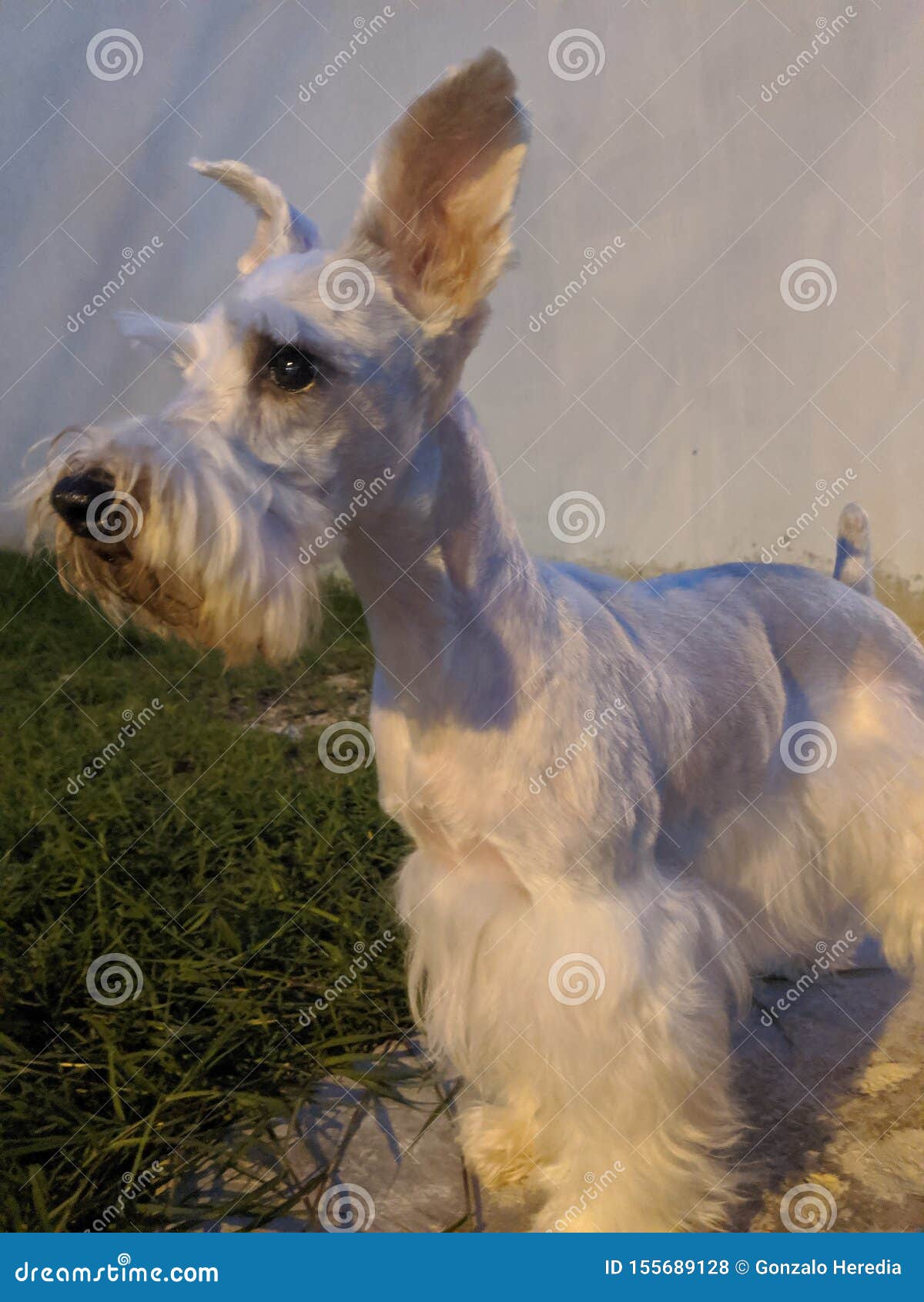 Katara the dog stock photo. Image of katara, white, adorable - 155689128